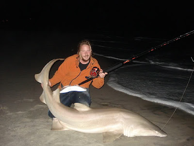 Info-Junction Blog: Sand Tiger Shark