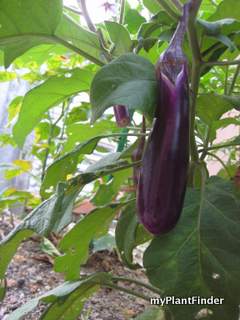 MY PLANT FINDER | Plant Guide: Solanum melongene