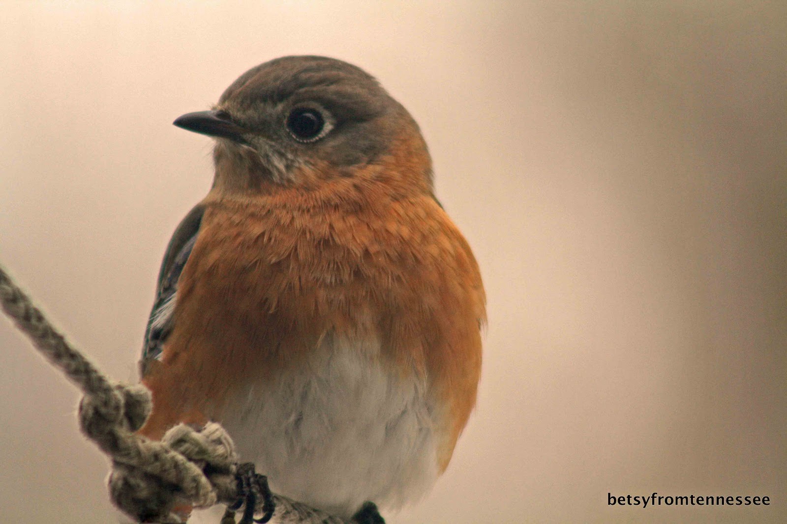 JOYFUL REFLECTIONS: January Birds --on a Frigid Winter Day in Tennessee
