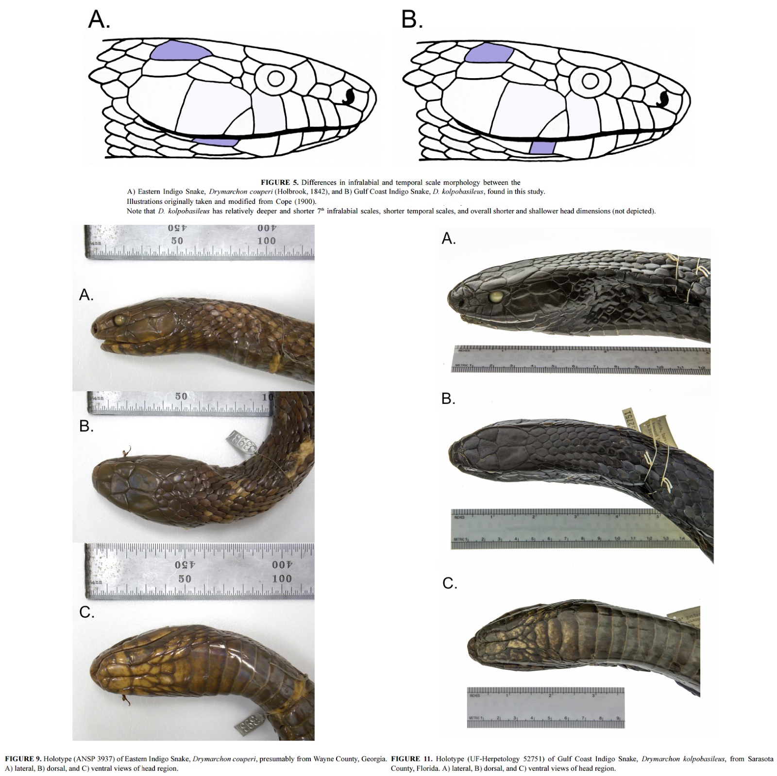 Species New to Science: [Herpetology • 2016] Drymarchon kolpobasileus ...