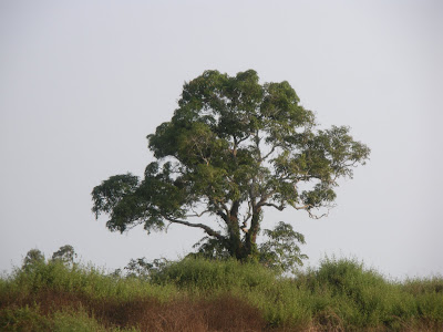 Mission in the Congo: Trees in Congo