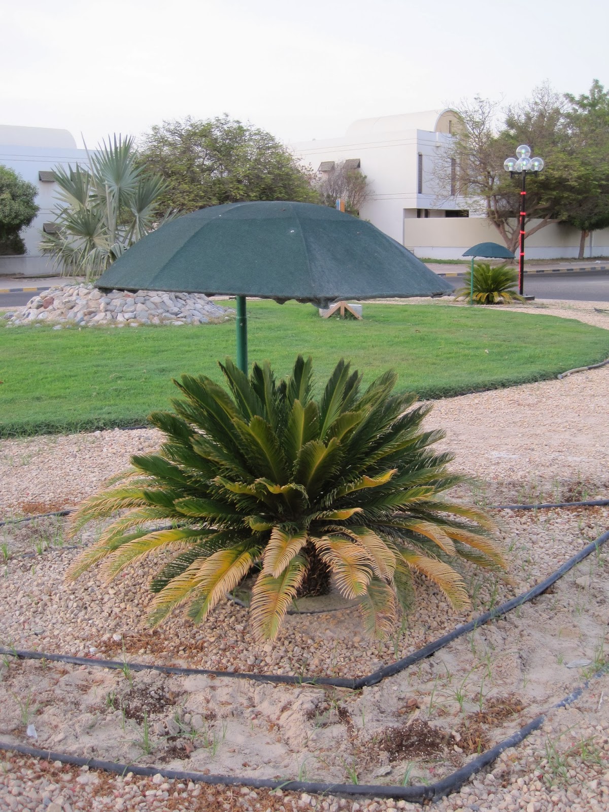 Abu Dhabi, Al Ain, Dubai: Ruwais