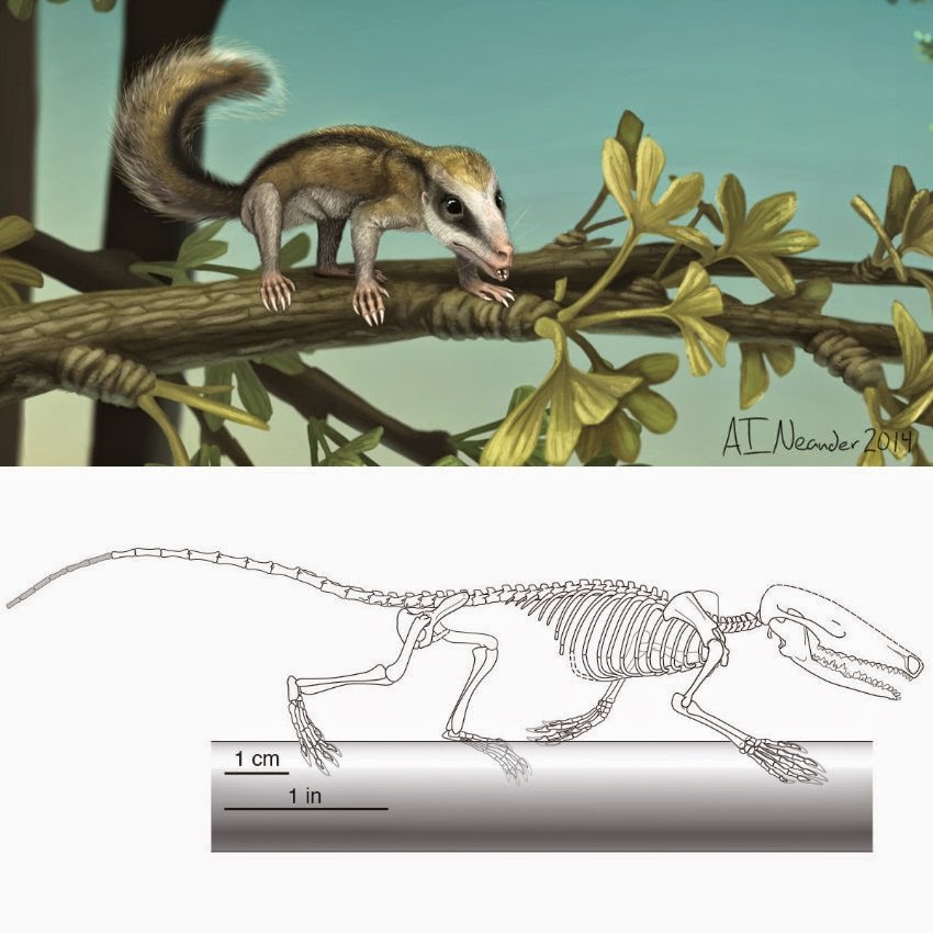 Species New to Science: [PaleoMammalogy • 2015] Agilodocodon scansorius ...