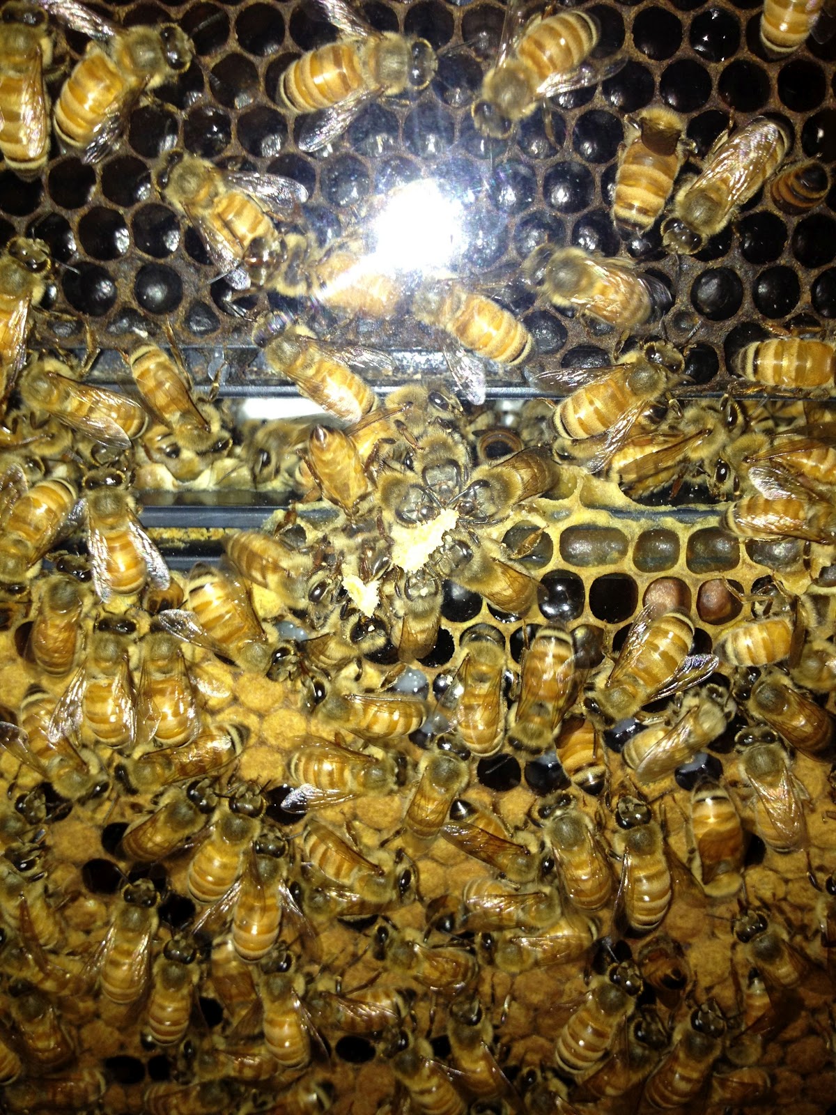 The Beez Neez: Observation Hive Update