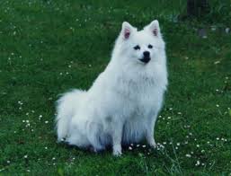 Pasemski psi: Veliki nemški špic