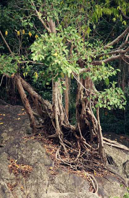 Tamilnadu Tourism: Javadi Hills, Thiruvannamalai