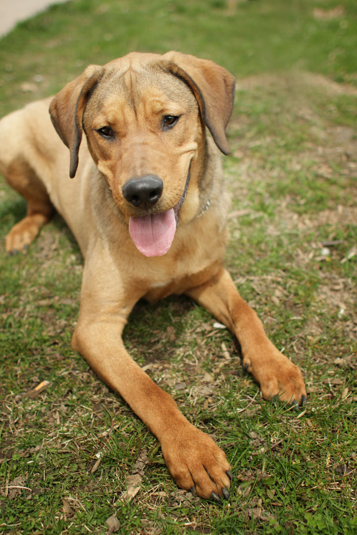 Ripley - Rhodesian Ridgeback