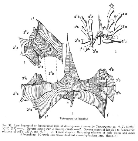 Catalogue of Organisms: Tetragraptines