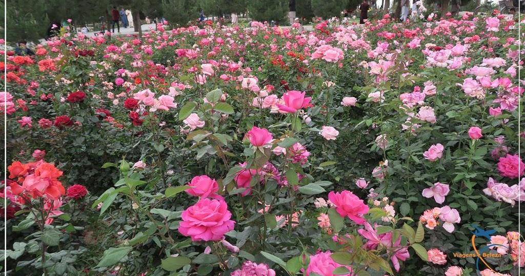 Mursal Flowers, as rosas de Cabul | Afeganistão - Viagens e Beleza