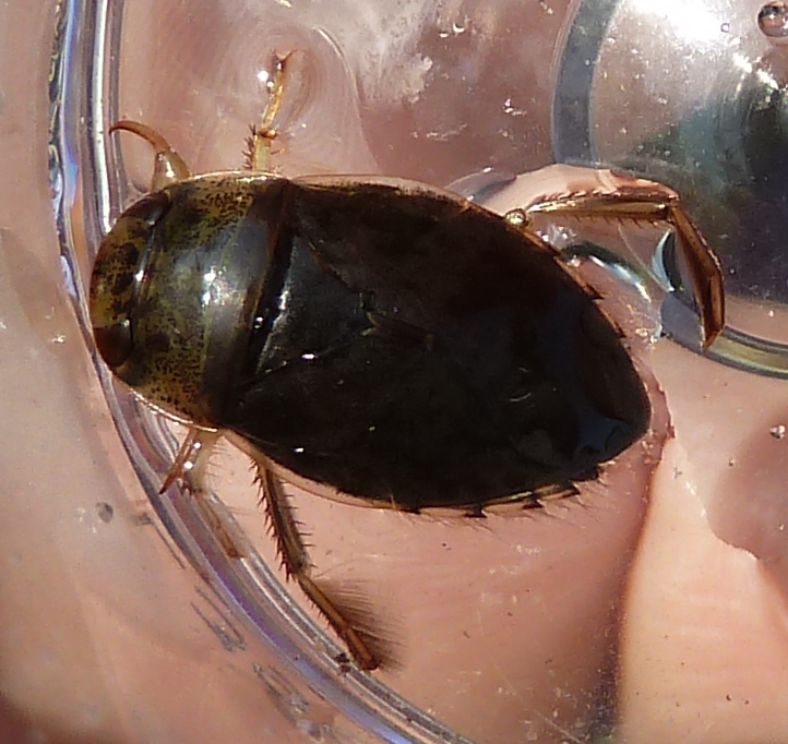 Dave Hubble's ecology spot: Attack of the swimming saucers