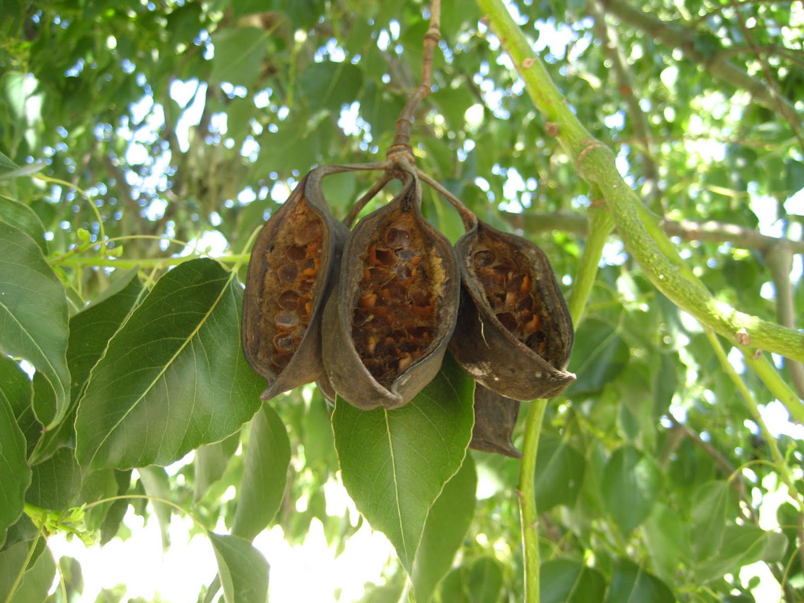 Árboles con alma: Árbol botella. Pica-Pica. (Brachychiton populneus)