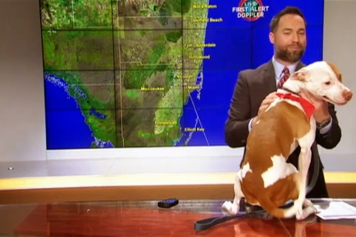 Perro en adopción sorprende al "hombre del tiempo" durante su informe ...