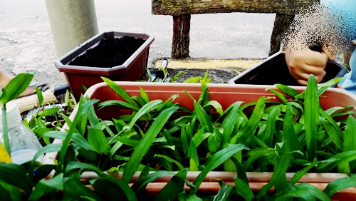 Tanam Rumput Beijing | Rumput Siti Khadijah