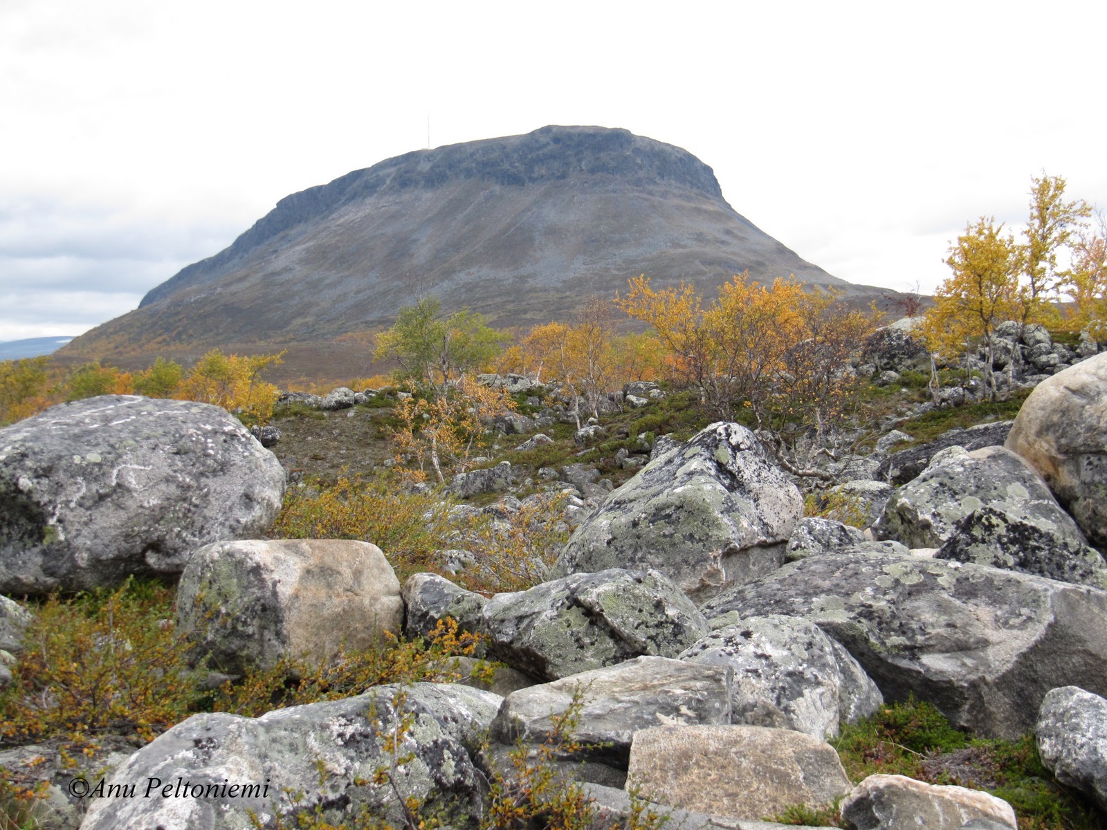 Lintuilua - Birding: Malla-tunturit