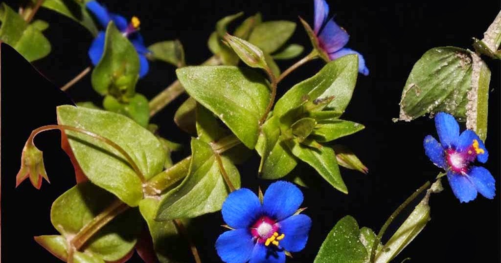 Medicinal Plants: Anagallis arvensis 165 publications and medicinal uses