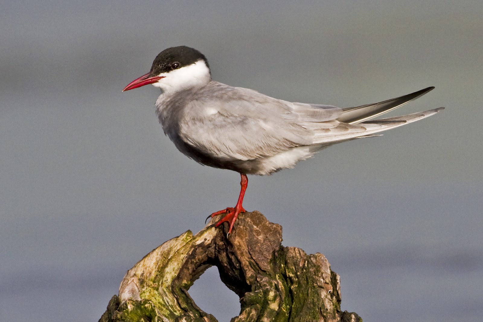 PETER'S PORTFOLIO..............Bird & Wildlife Photography: Whiskered Tern, Romania