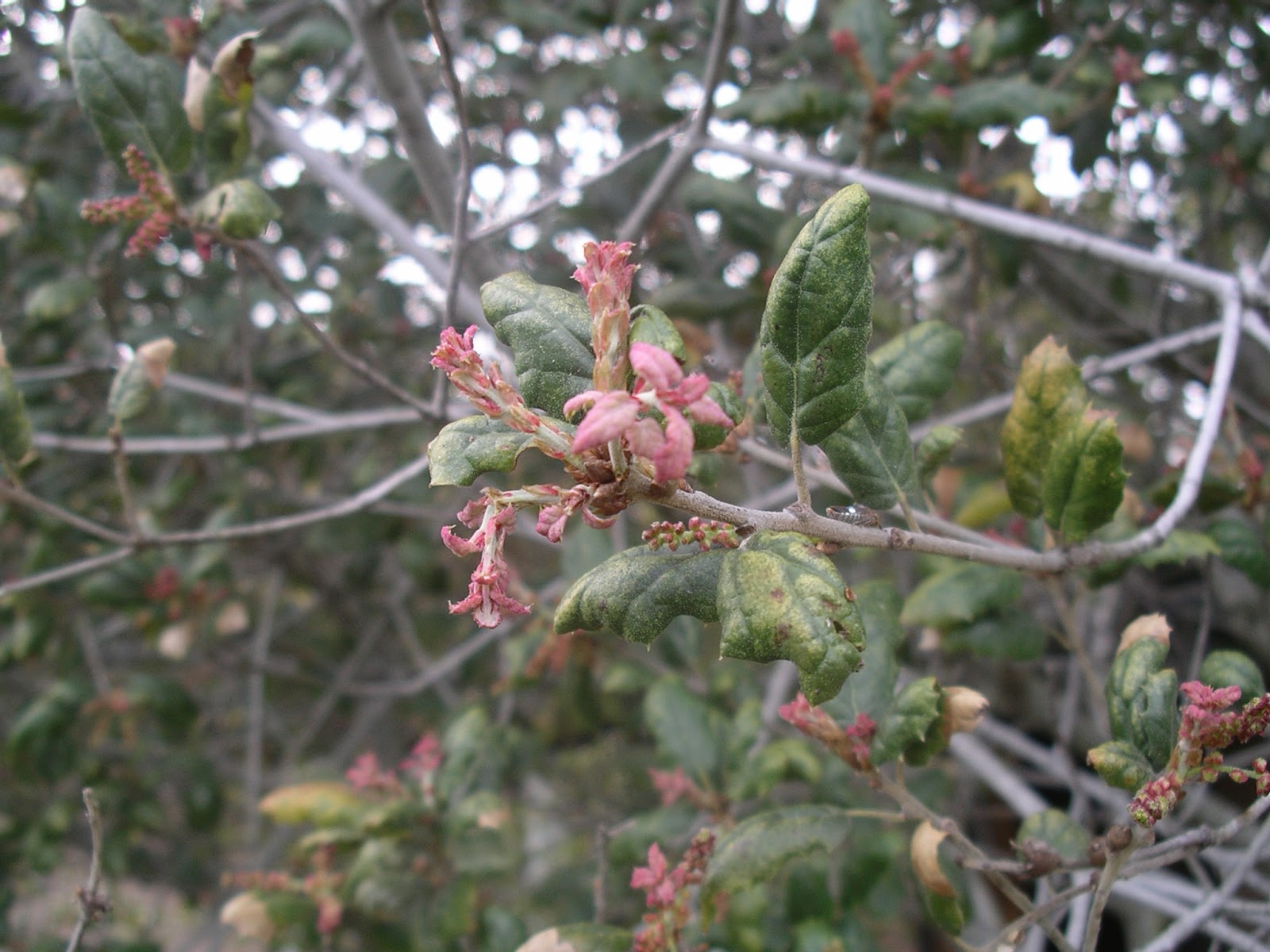 A California Native Plant Garden in San Diego County: Coast Live Oak