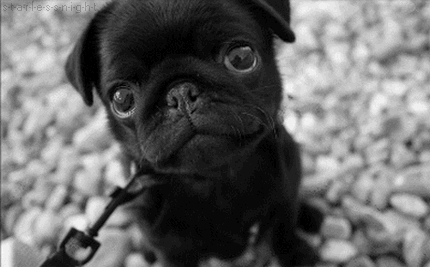 Giflândia: Gifs de Pugs