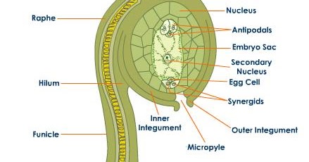 Biology is Awesome!: Development of the ovule