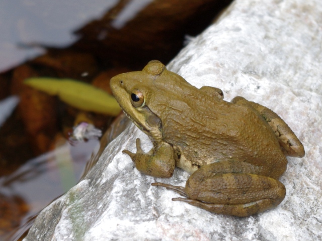 the maX files: Cape River Frog
