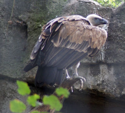 Faszination Geier: Gastbeitrag: Geier im Zoo Berlin