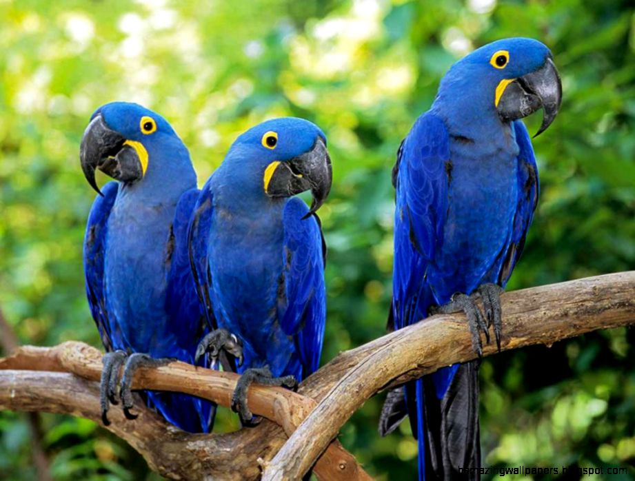 Amazon Rainforest Animals | Amazing Wallpapers