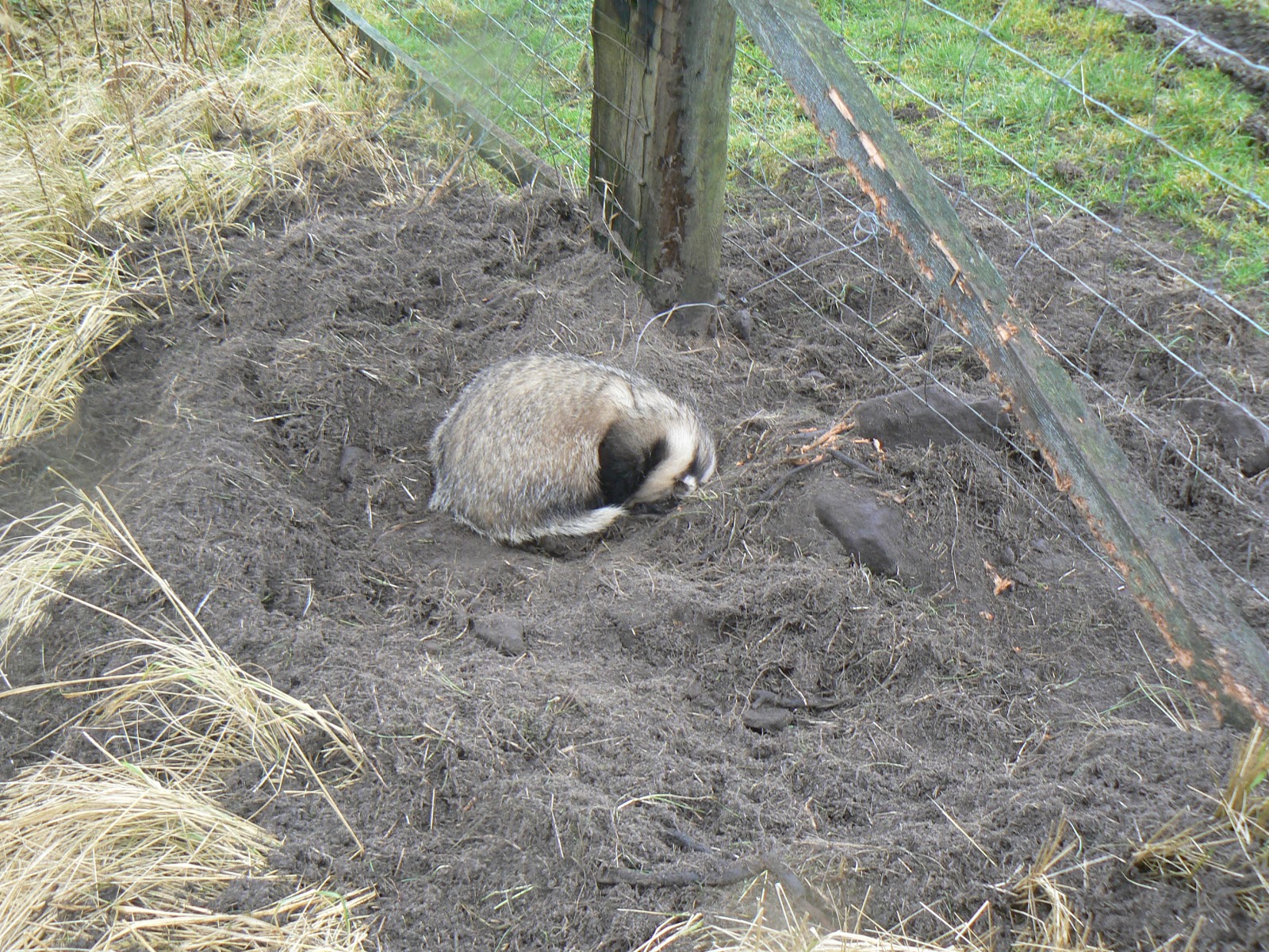 Ryedale Wildlife Rehabilitation: Snared Badger Release.