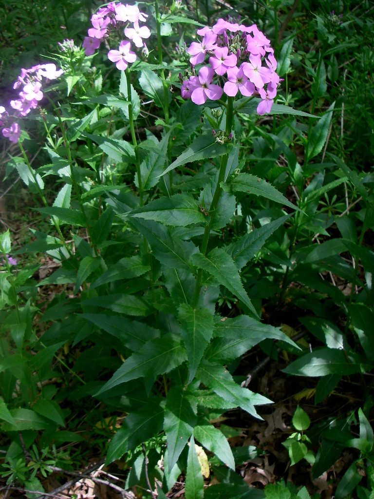 Good Oak News: Dames Rocket: The Overdressed Matron