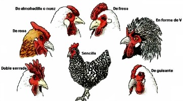 Gallos Finos R&R: Tipo de Crestas
