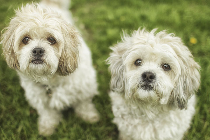Pound Dogs Toronto Animal Services - dog adoption - animal shelter