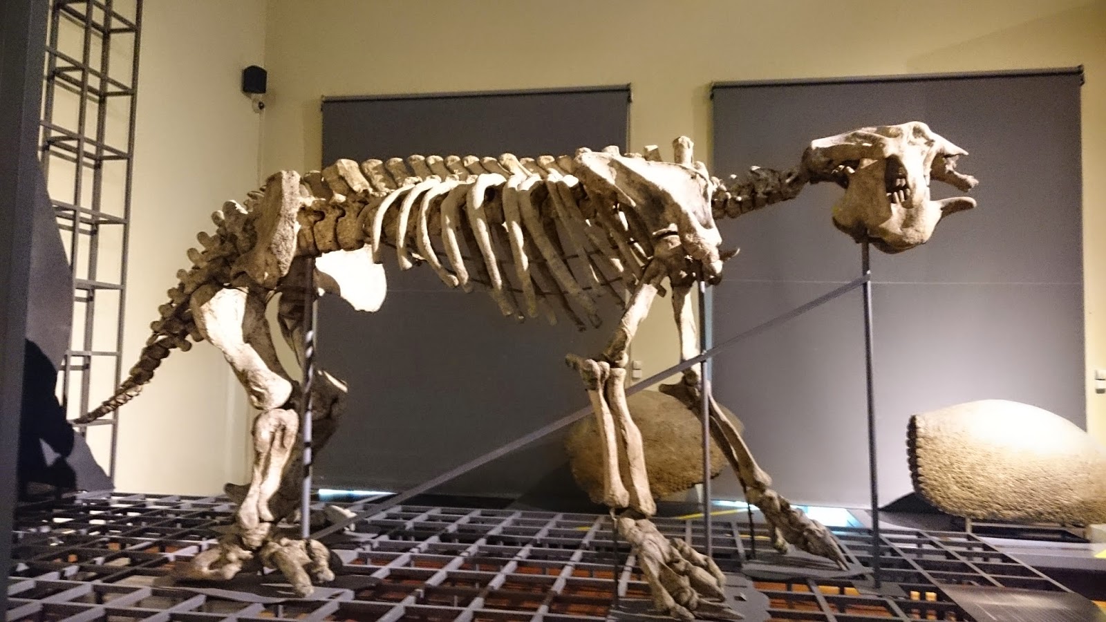 El Cuaderno de la Historiadora: El rinoceronte y el megaterio (II)