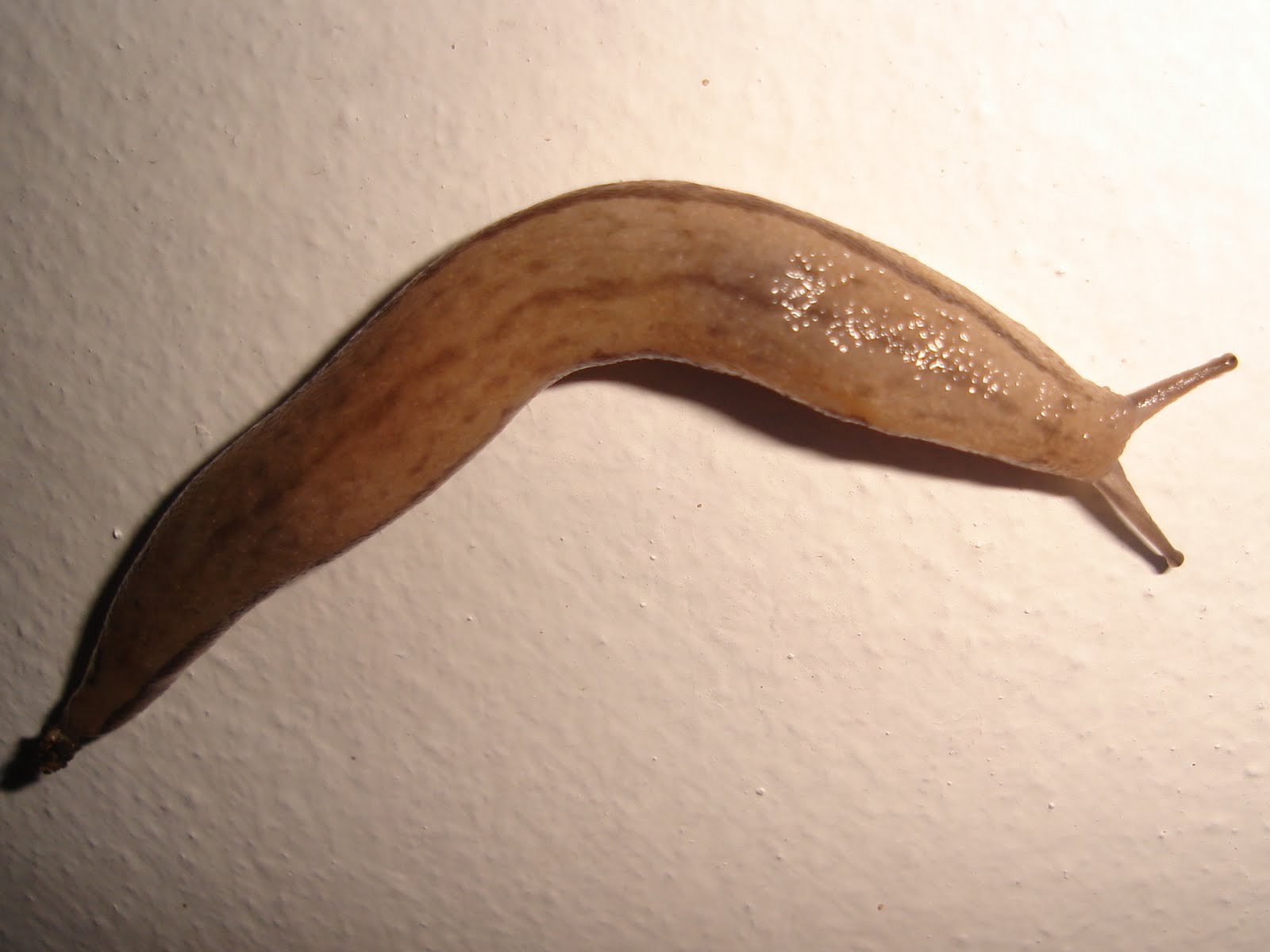 Meu Mundo: Lesma na minha casa!