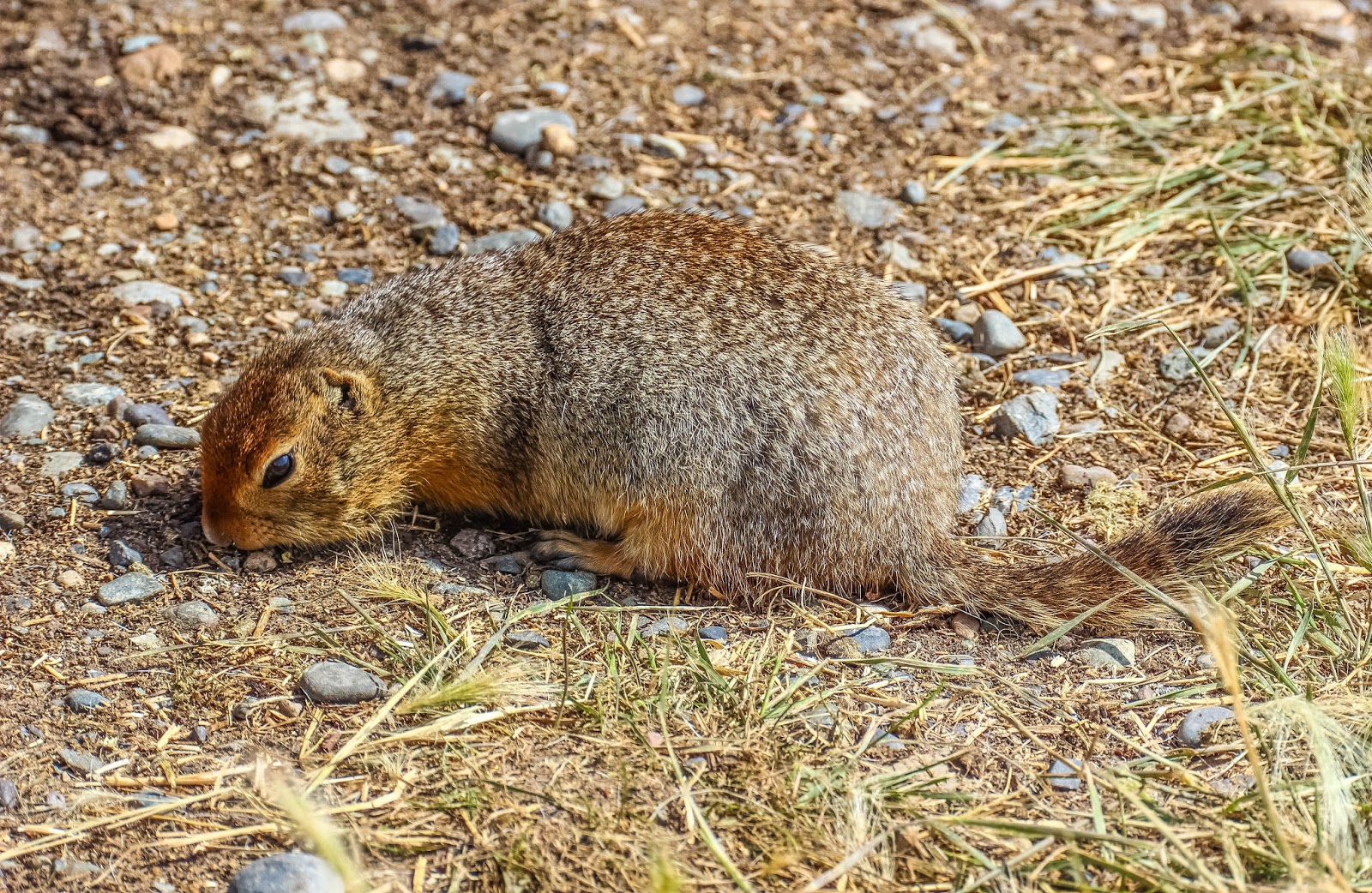 Cannundrums: Arctic Ground Squirrel