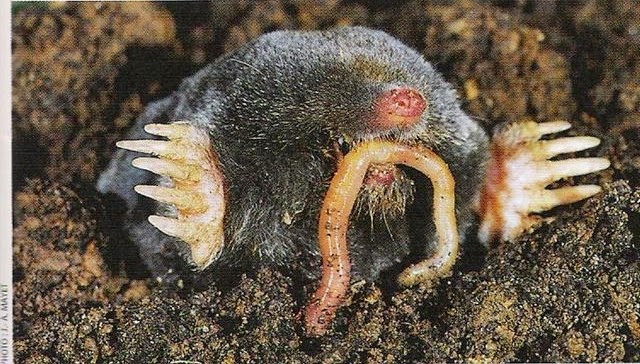 Permaforêt: Cultiver avec les Taupes