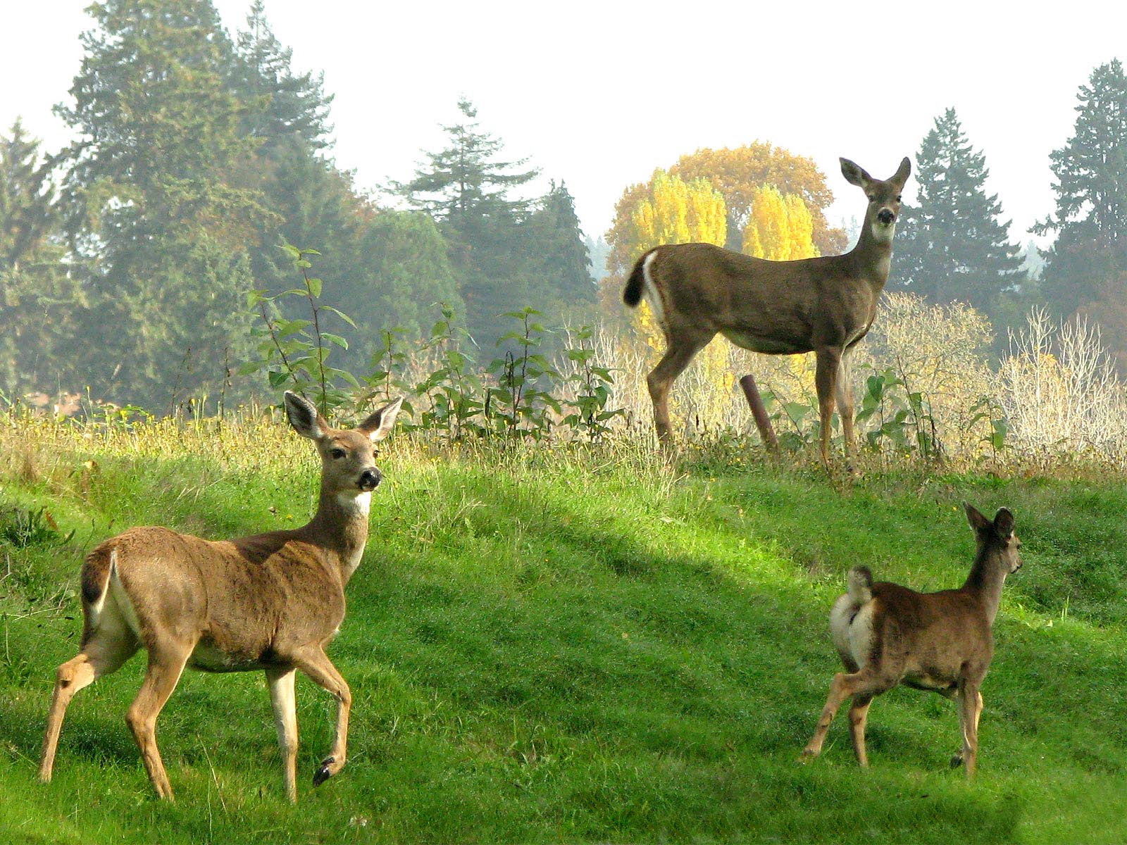 Herten Achtergronden