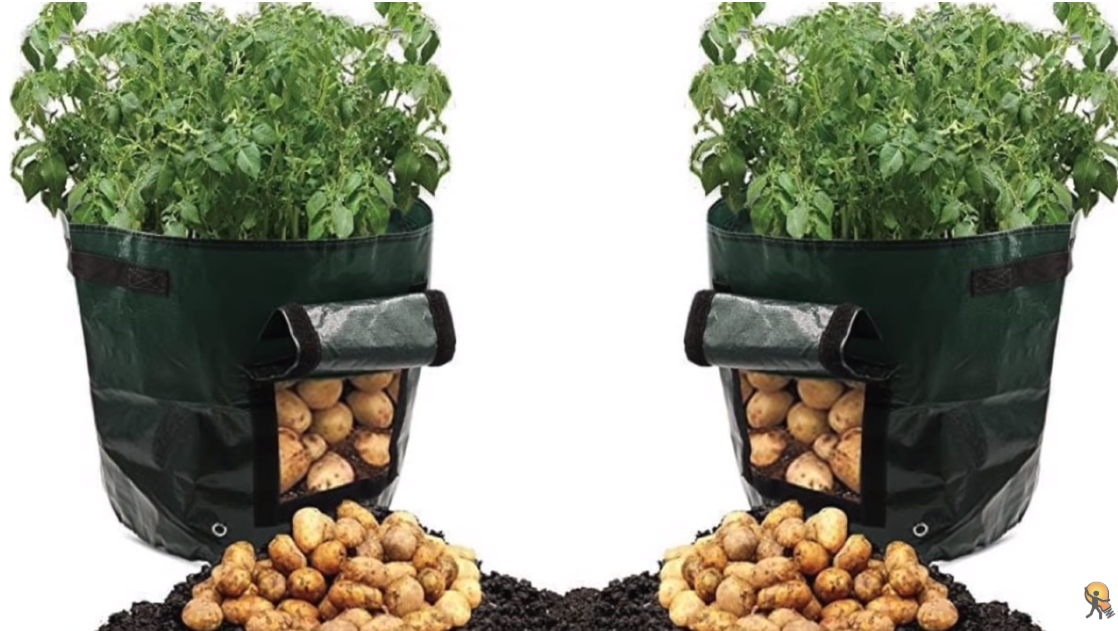 Akak Tak Perlu Beli Kentang Lagi! Begini Cara Tanam Kentang Dalam Guni ...