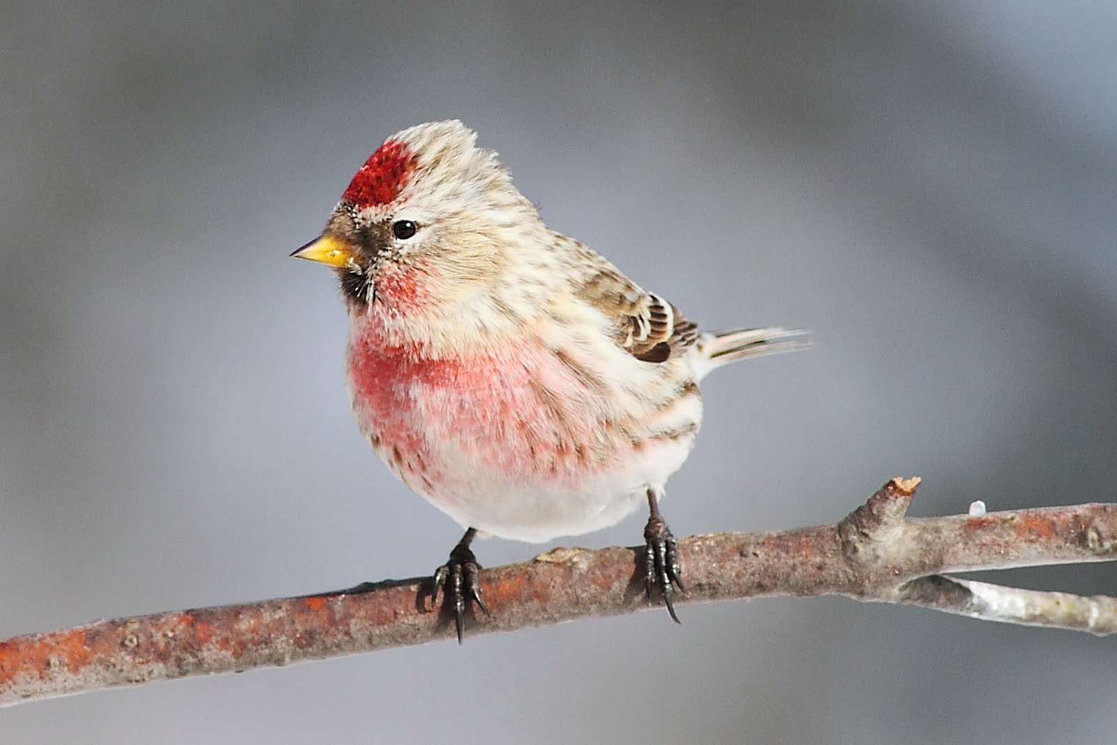 Ann Brokelman Photography: Common Redpoll - Male and Female March 1, 2011