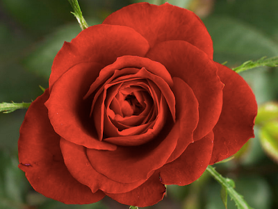 The Language Journal: Hanakotoba, a Japanese secret language using flowers