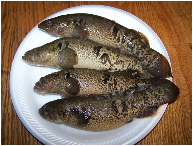 yjImagery: Blackfish