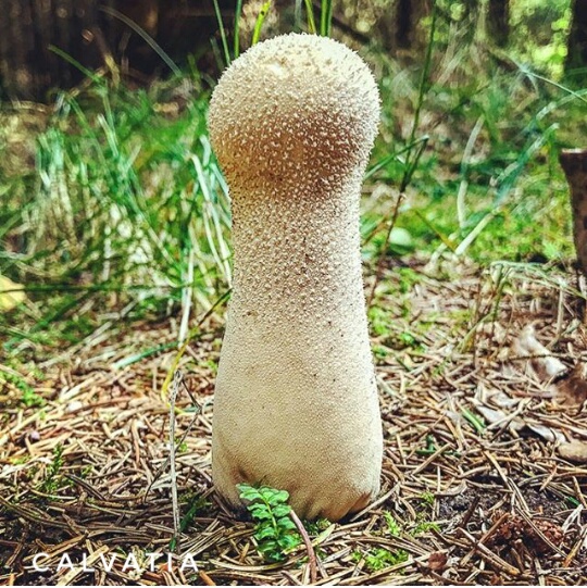 JAMUR HUTAN YANG BISA DI KONSUMSI