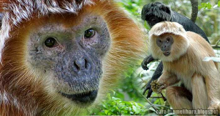 Ciri Fisik Lutung Jawa Budeng