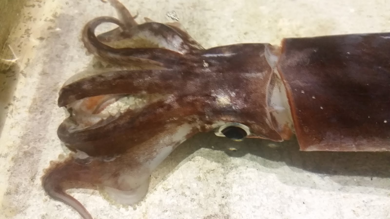 The Humboldt Current System: Alaska Marine Science Symposium, January ...