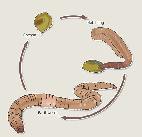 Web Quests: Earthworms