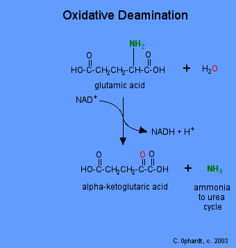 Bio Geo Nerd: Metabolic pathways