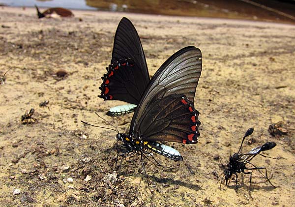 Birdernaturalist: Cristalino Jungle Lodge Highlights from August 24-30 ...