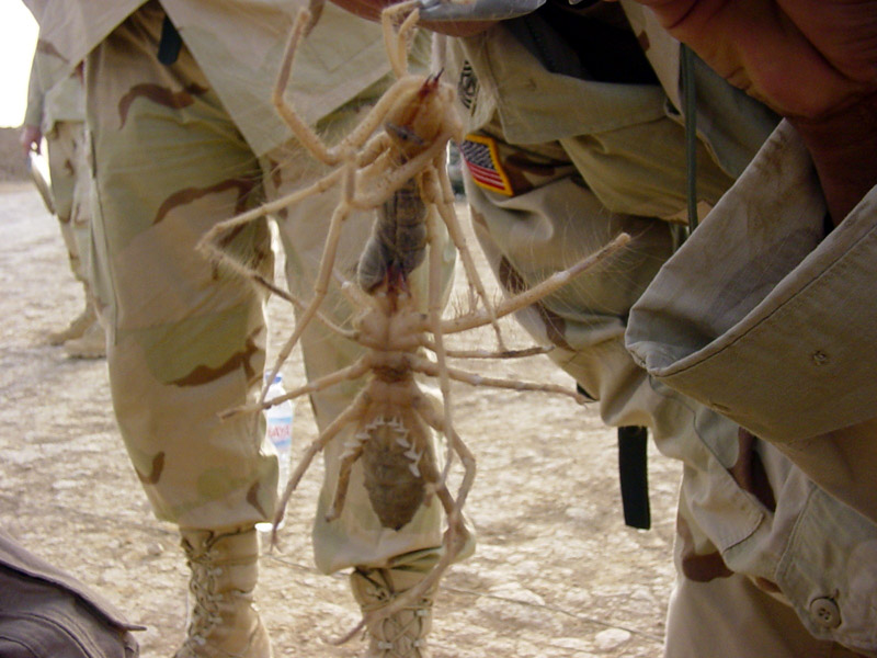 RandaReno: Camel Spiders