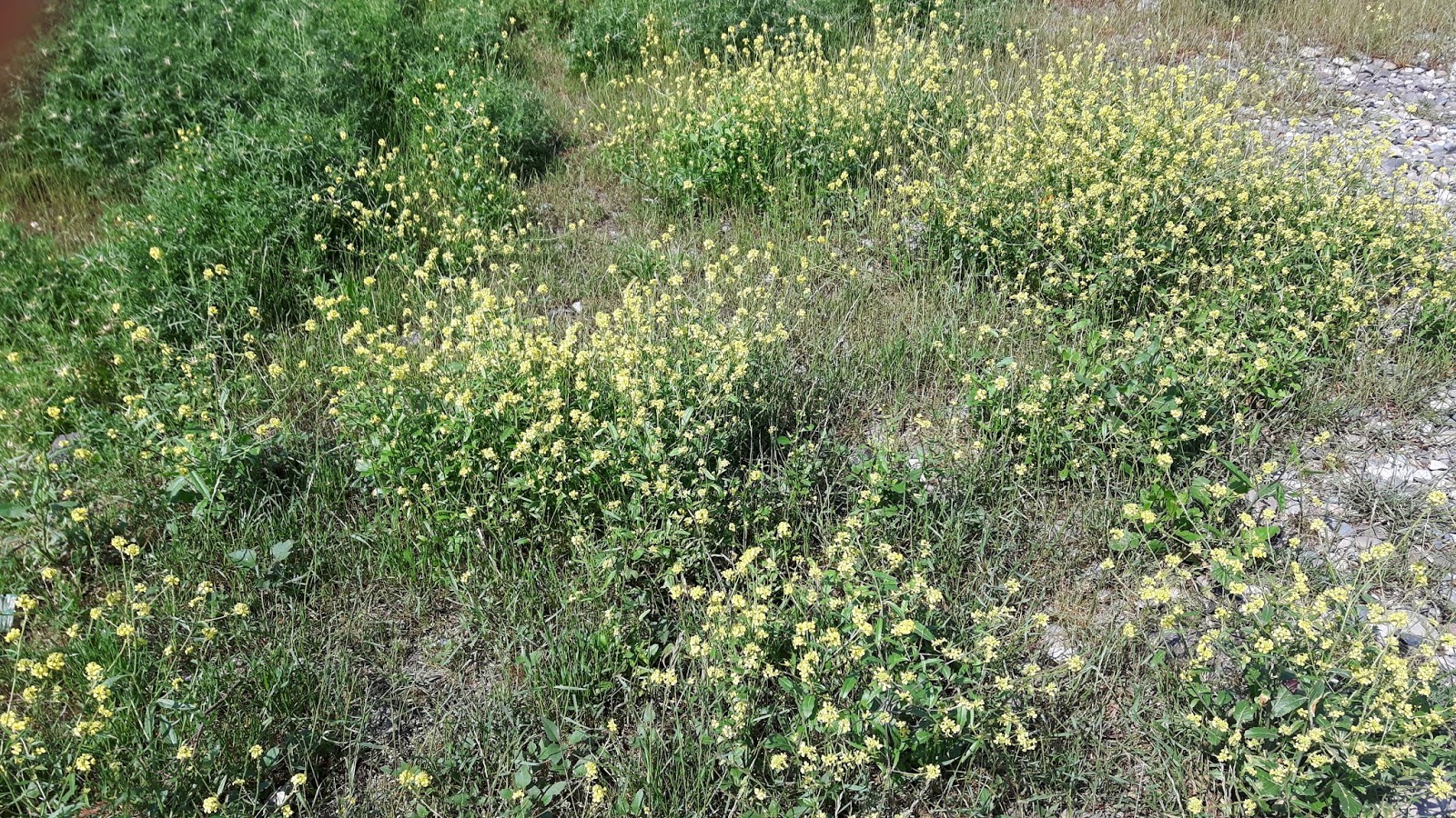 Planete Joce en Iran: Ramsar (2) - La mer - Le cable car