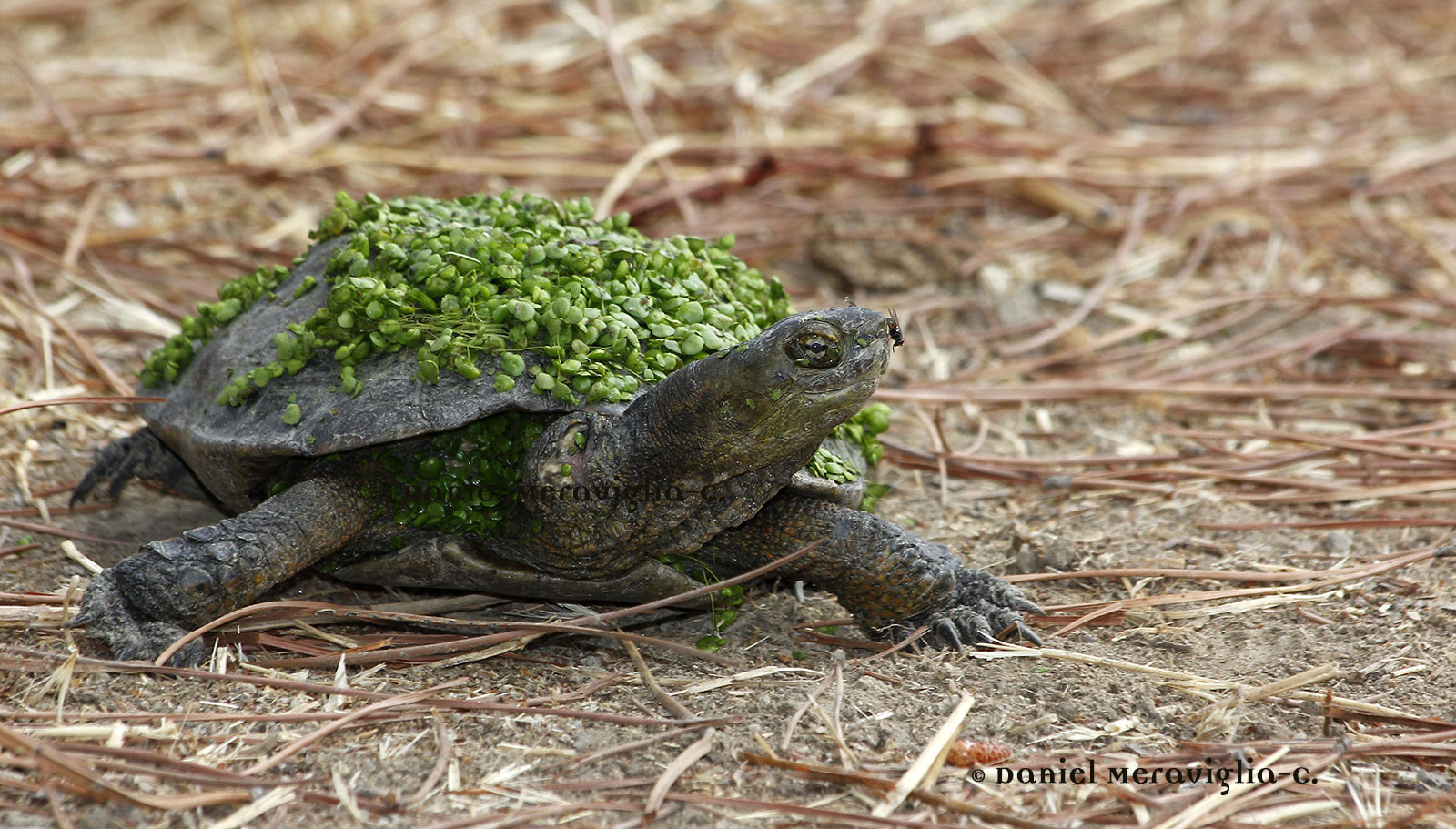 Fotos con macro: Galápago Leproso (Mauremys leprosa)