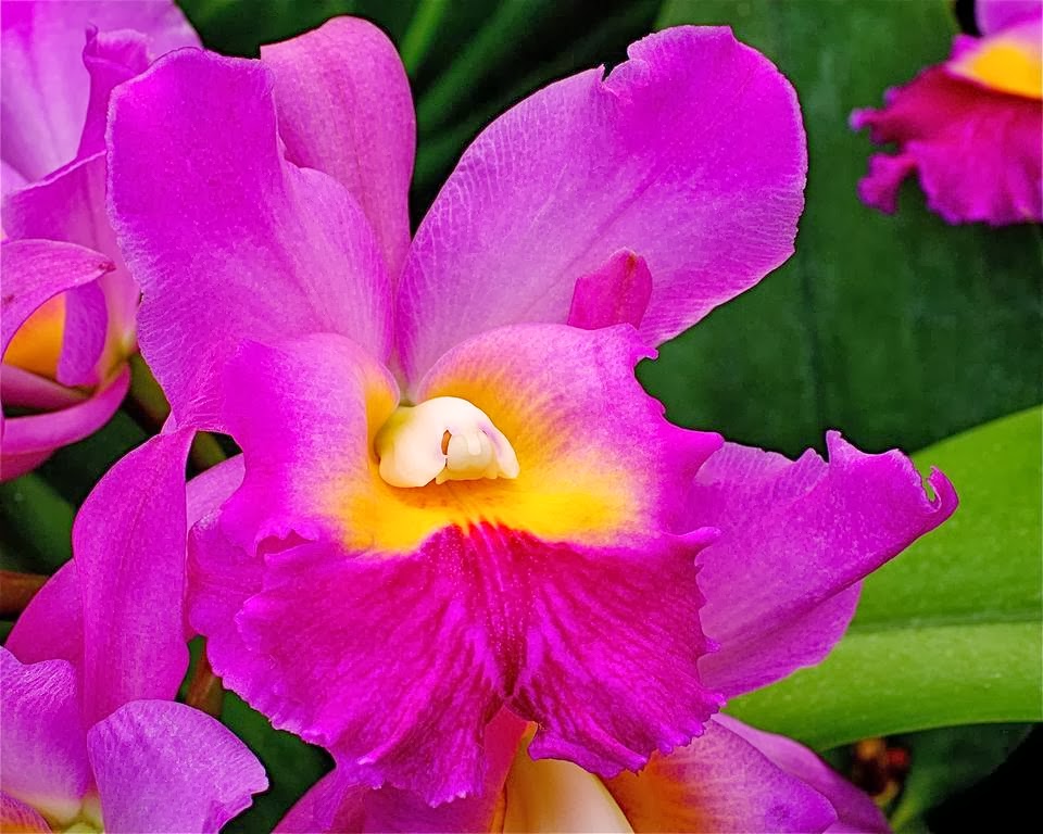 Flower Homes: Cattleya Flowers