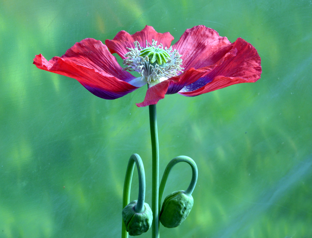 North Fife: Opium Poppies